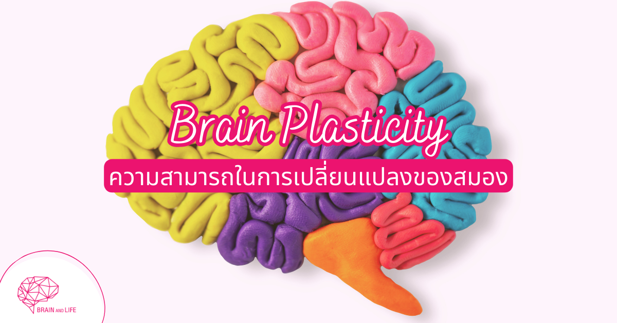Neurogenesis Brain Plasticity เรียนรู้ อัลไซเมอร์ Brain